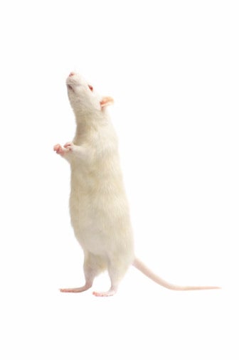 Rats | Alaska Feeder Farm & Supply LLC