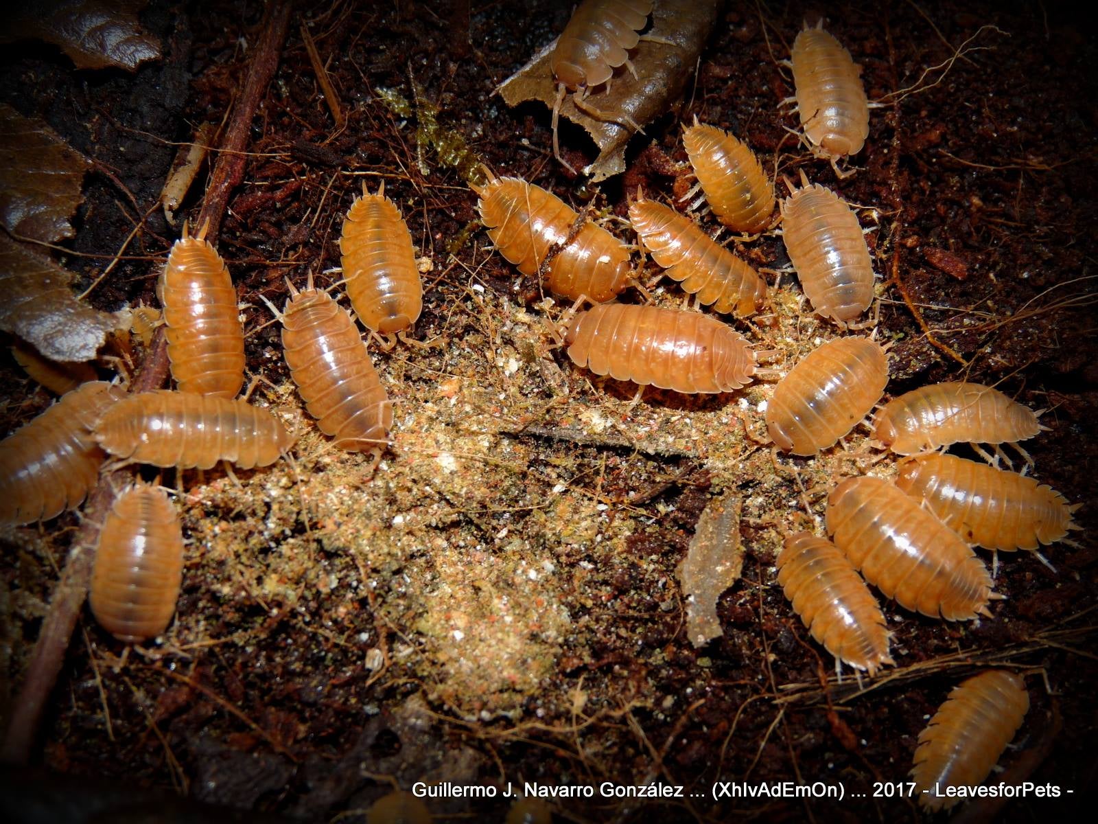 Isopods, Springtails and Arthropods | Alaska Feeder Farm LLC